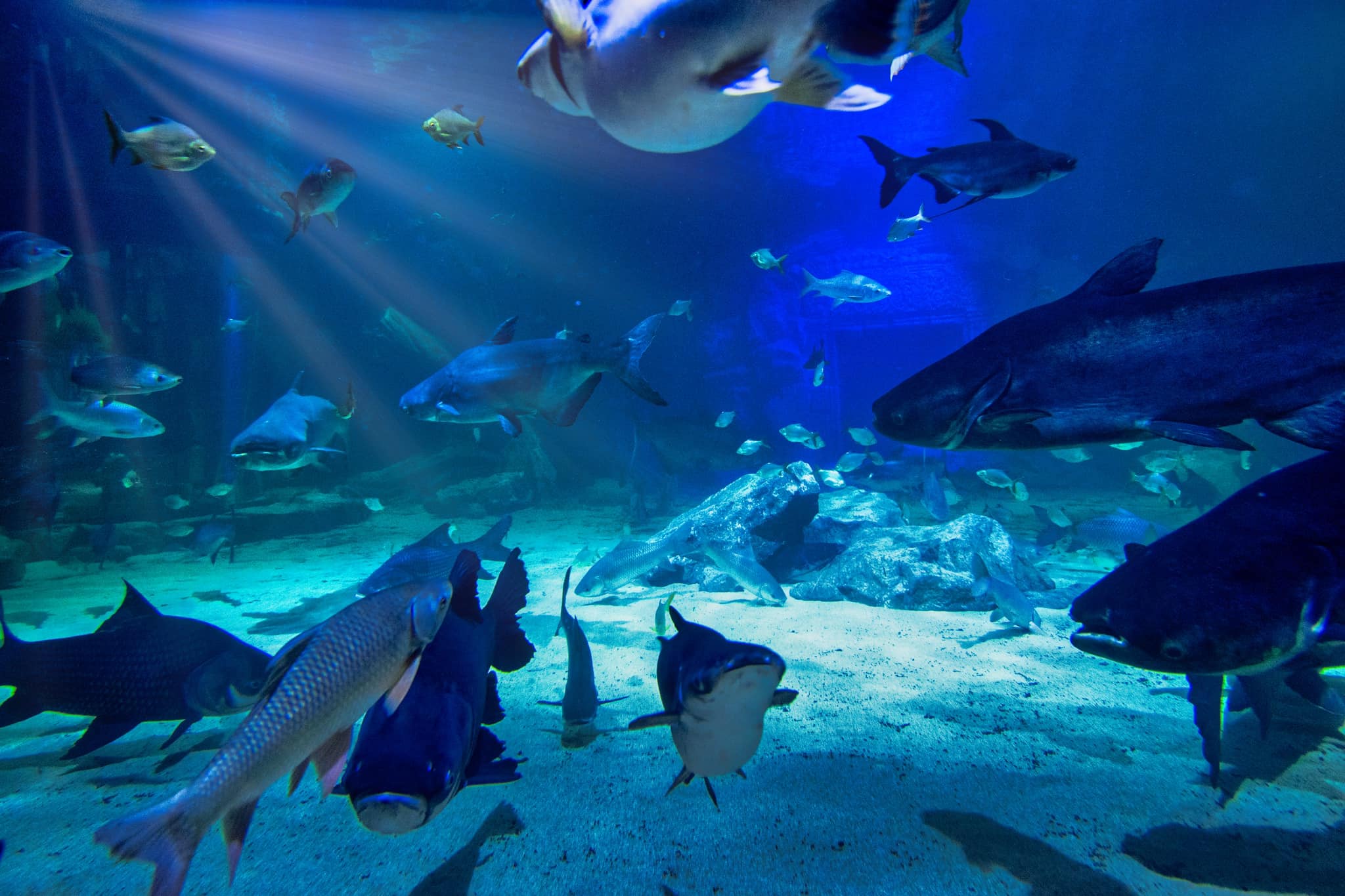 Angkor Wildlife And Aquarium | Angkor7th Travel